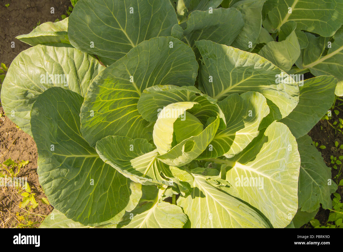 Top view of young white cabbage growing on soil, Healthy food Stock ...