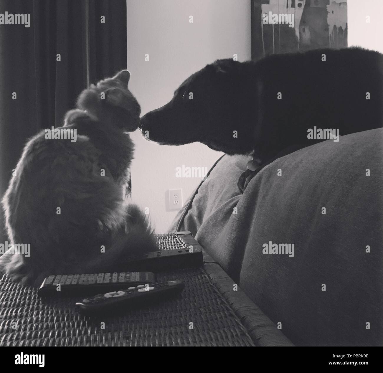 Dog and cat best friends Stock Photo - Alamy