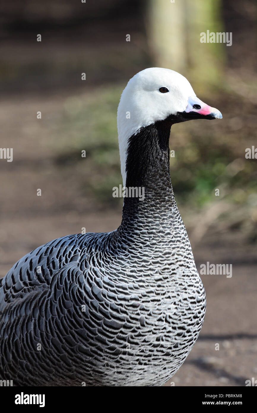 Emperor goose hi-res stock photography and images - Alamy