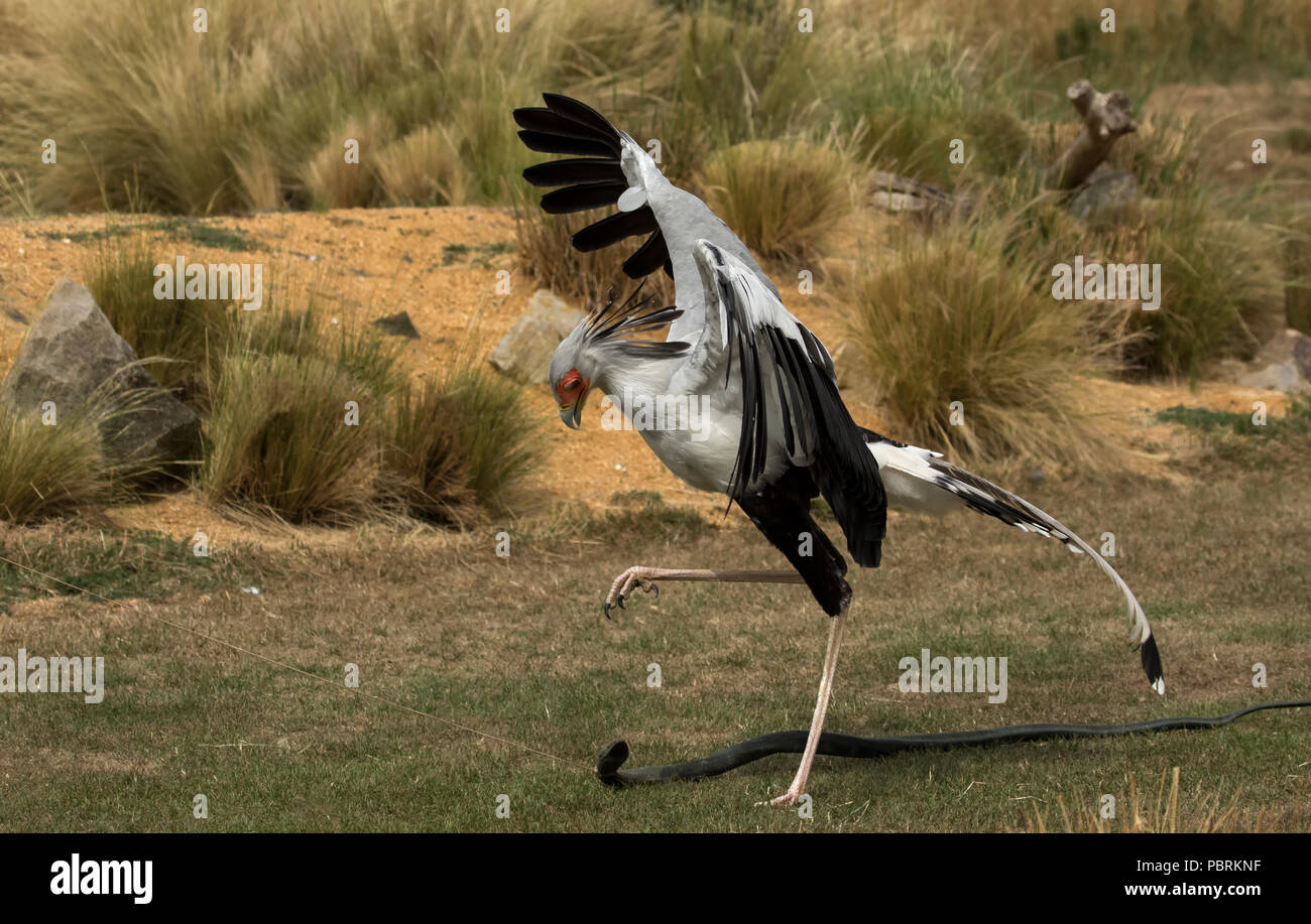 Secretary bird snake hi-res stock photography and images - Alamy