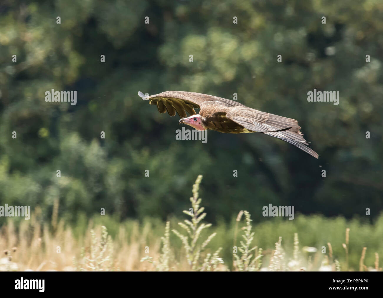 Hooded Vulture in Flight Stock Photo - Alamy