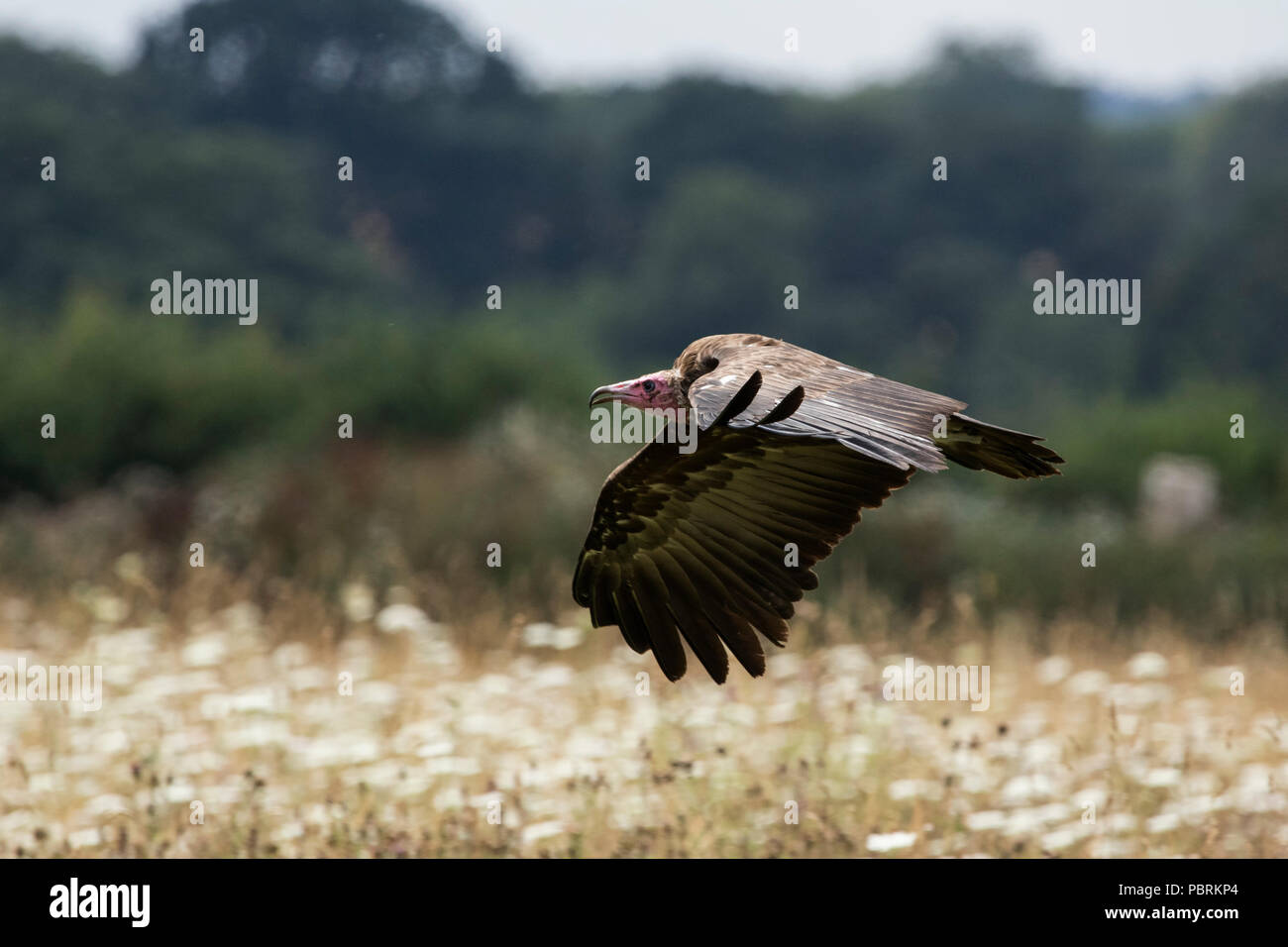 Hooded Vulture in Flight Stock Photo - Alamy