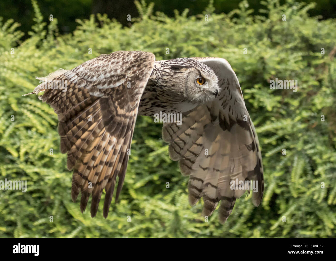 Eagle Owl In Flight High Resolution Stock Photography and Images - Alamy