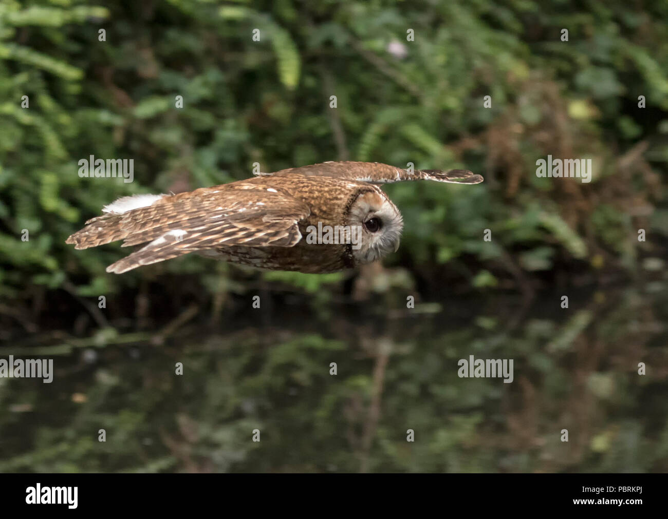 Tawny Owl Flying Stock Photos & Tawny Owl Flying Stock Images - Alamy