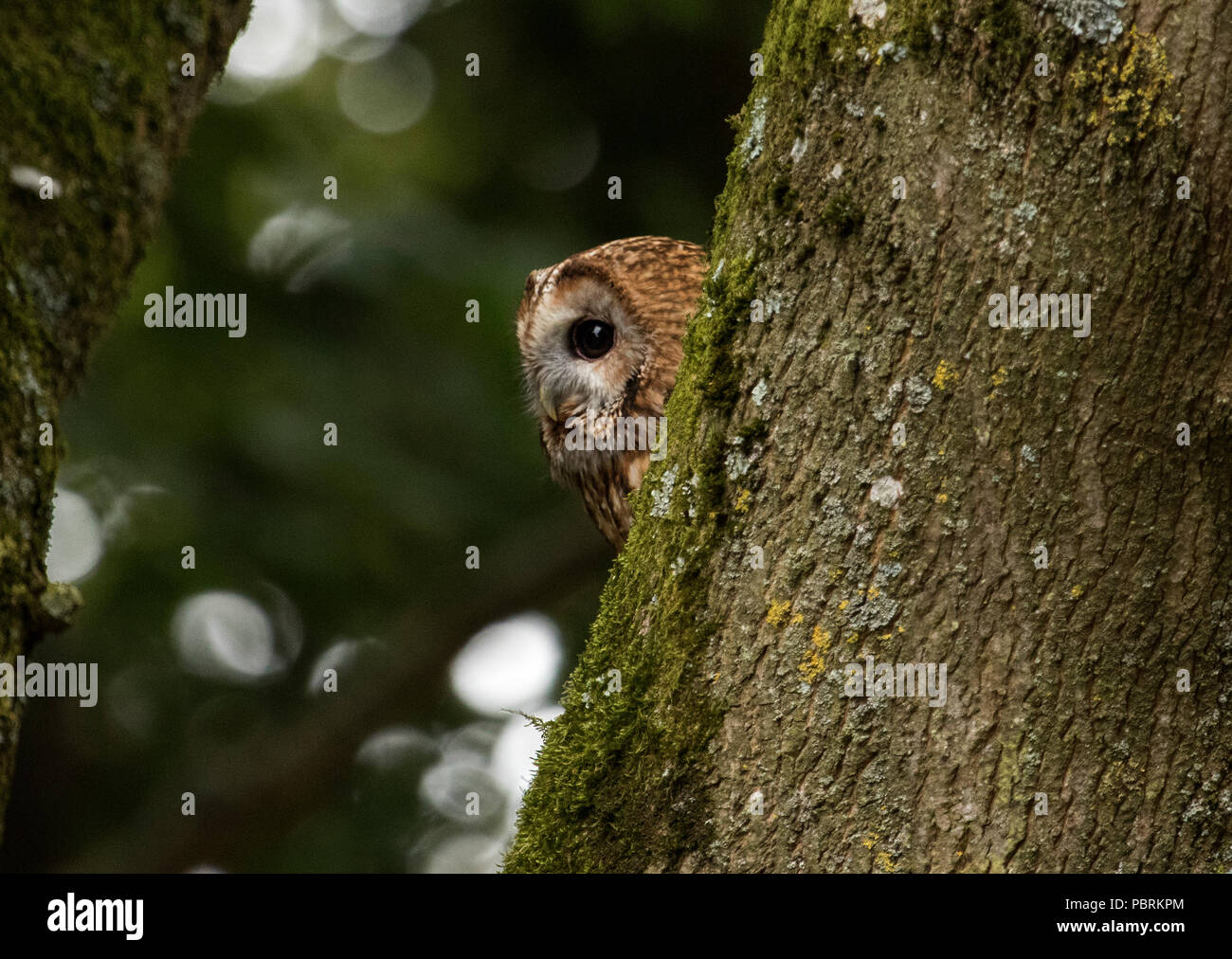 Tawny Owl in tree Stock Photo - Alamy
