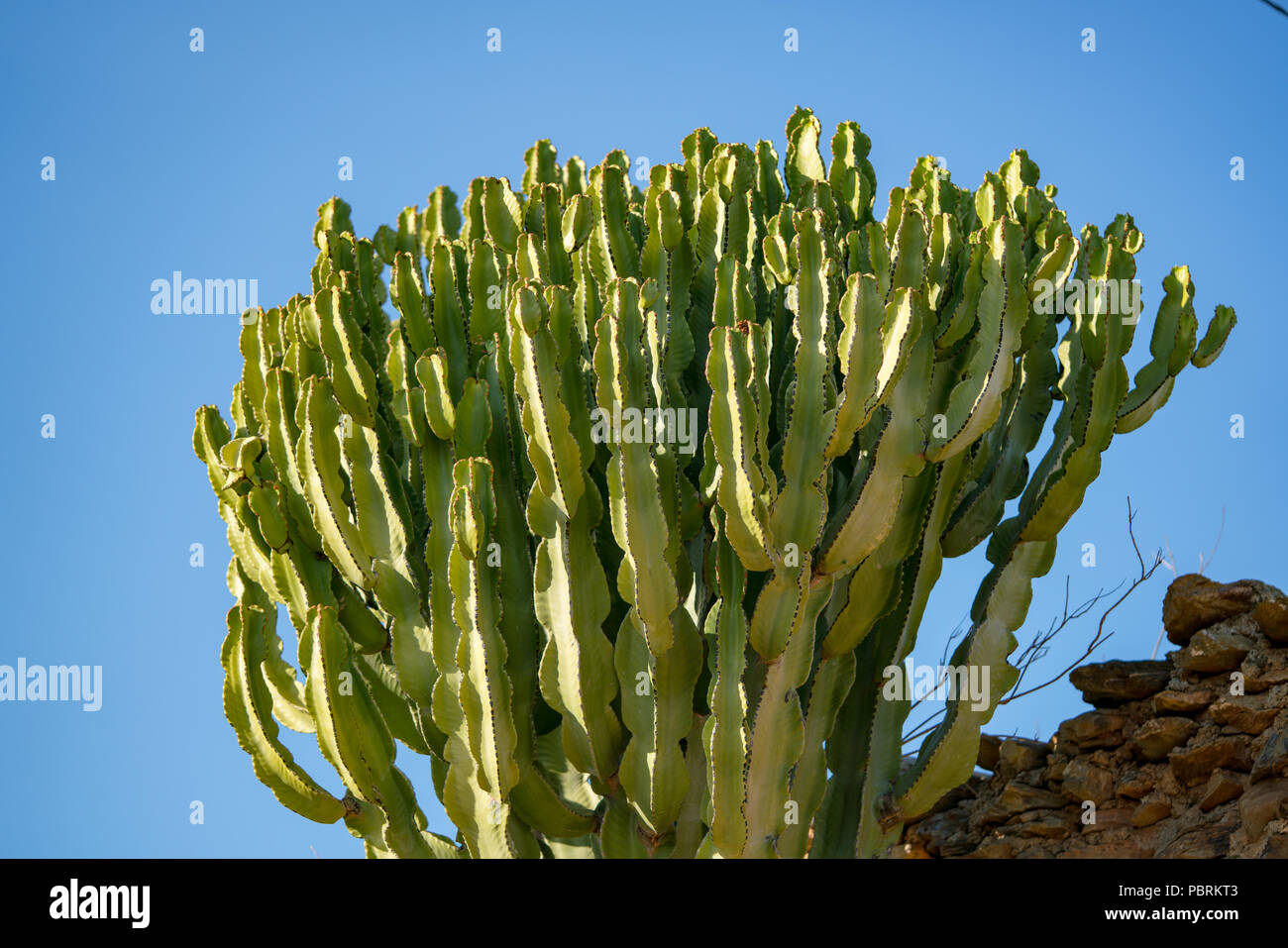 Euphorbia ingens cactus hi-res stock photography and images - Alamy