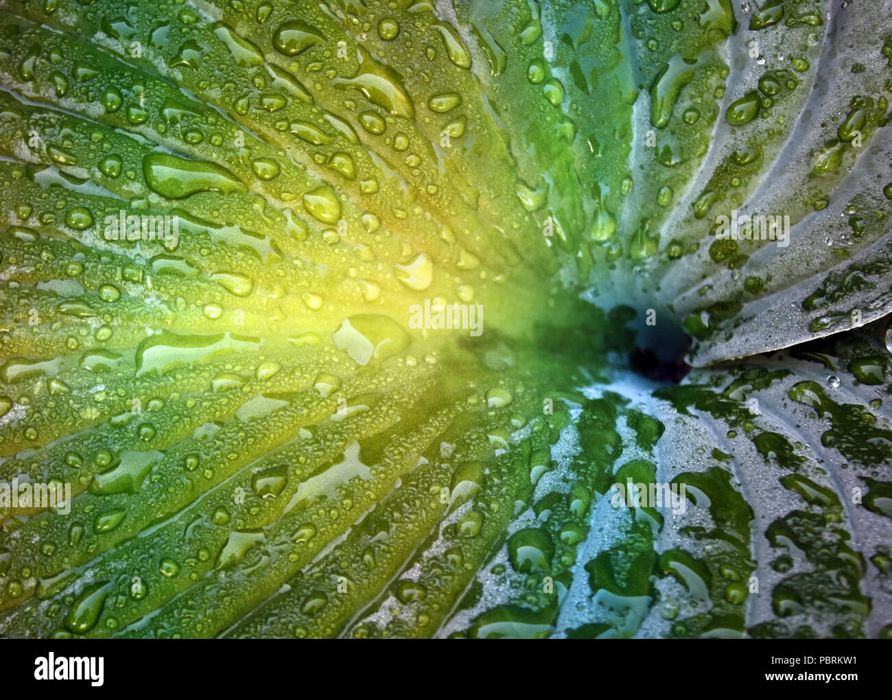 Beautiful Rain Drops Wallpaper