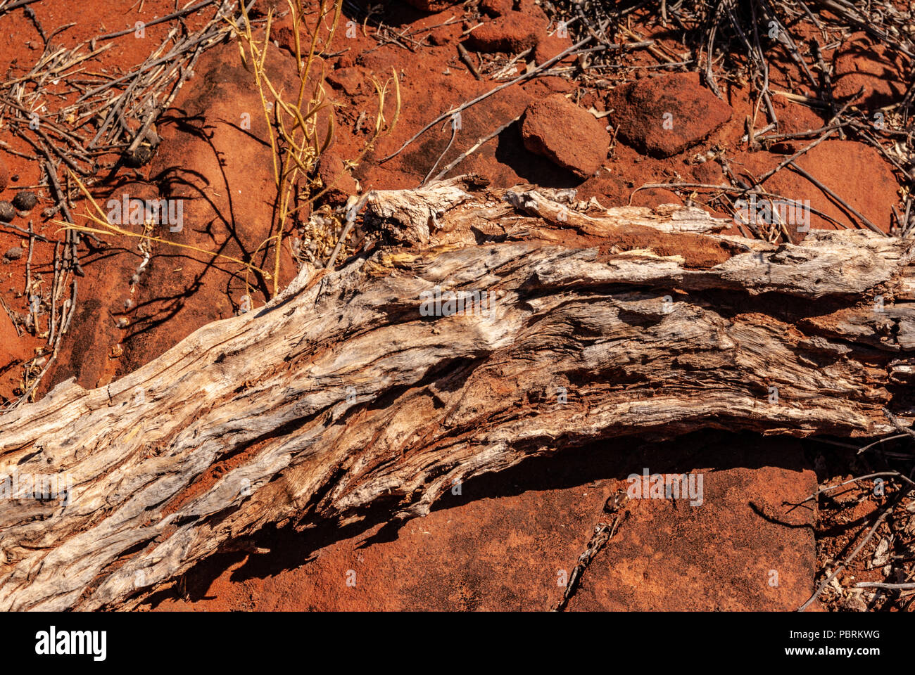 Palm Valley, Finke Gorge National Park in Northern Territory, Australia ...