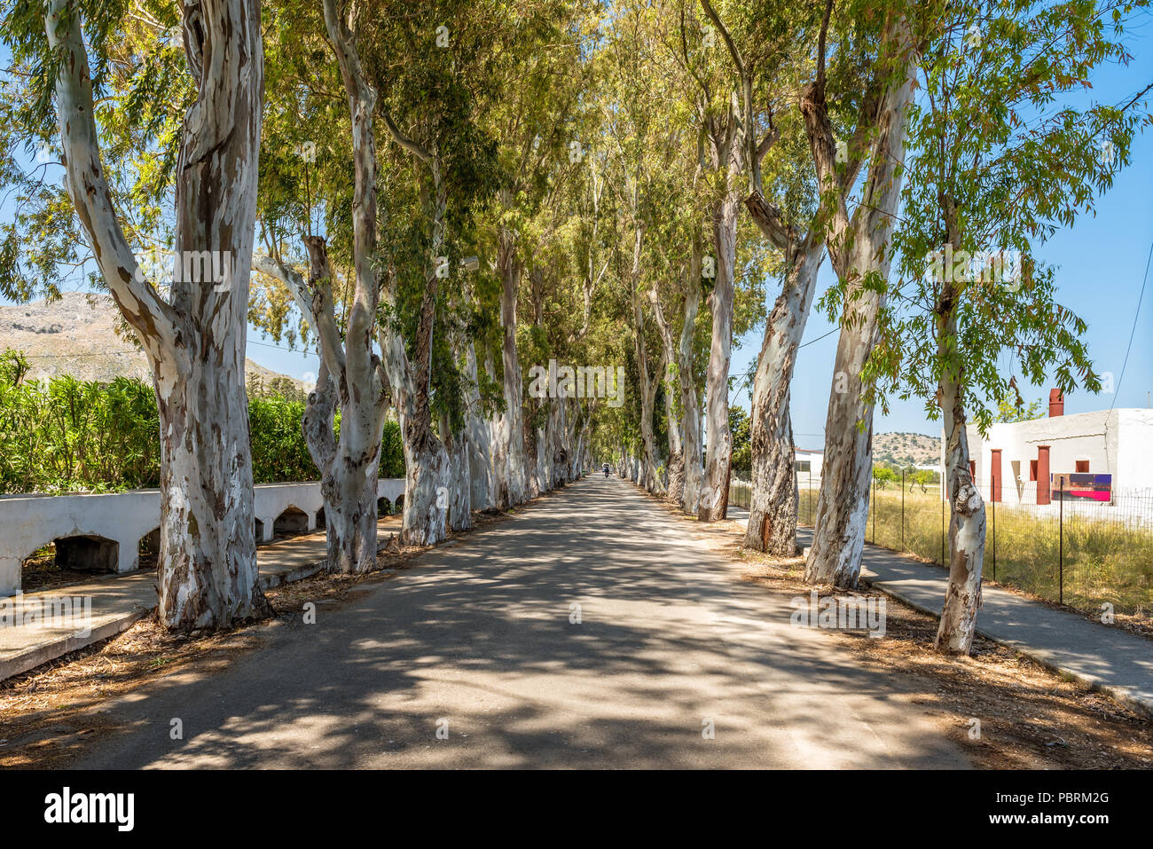Long straight road with enormous eucalyptus trees in Kolymbia. Rhodes ...