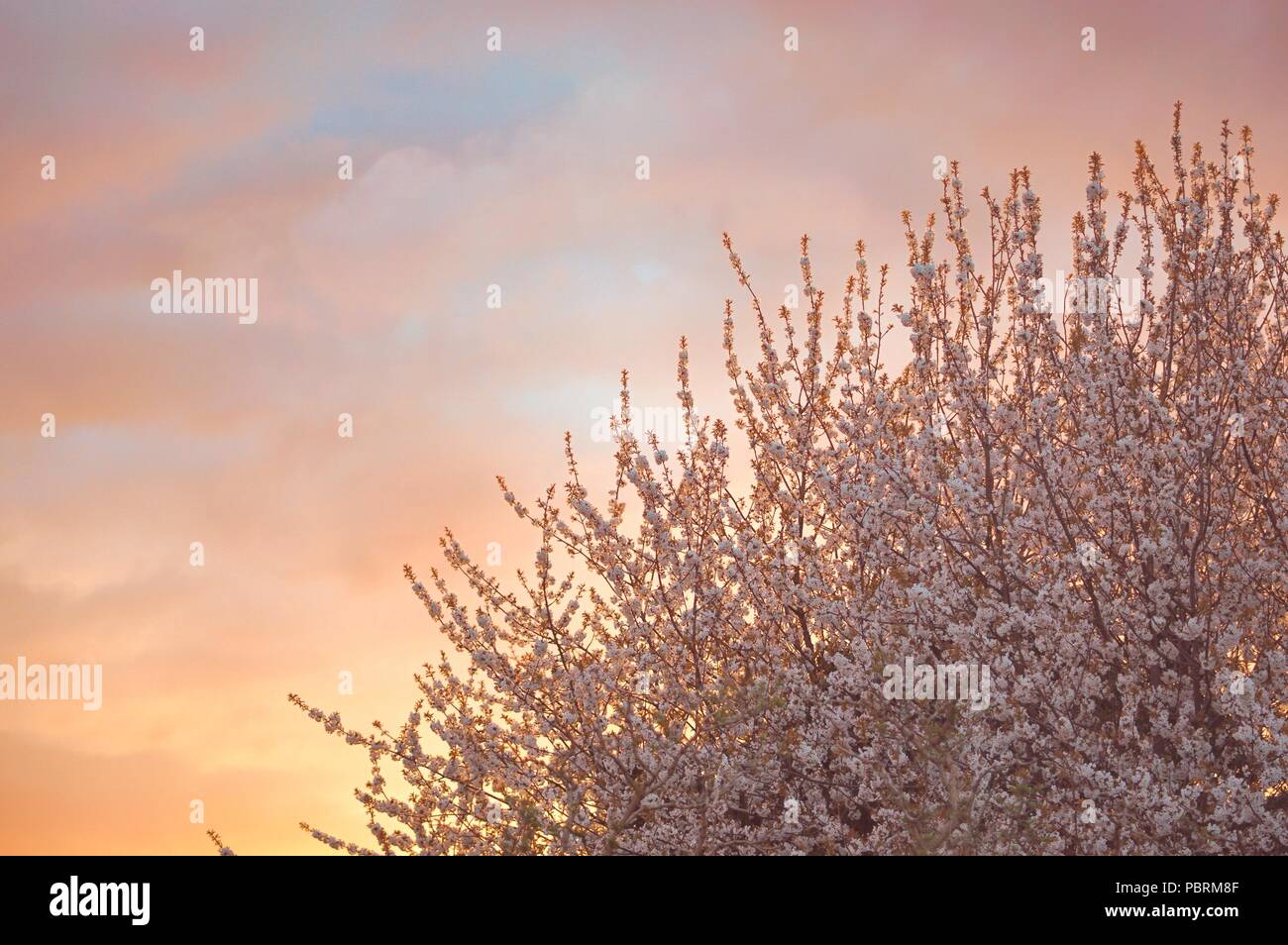 Pink leaves tree in pink sunset sky Stock Photo - Alamy