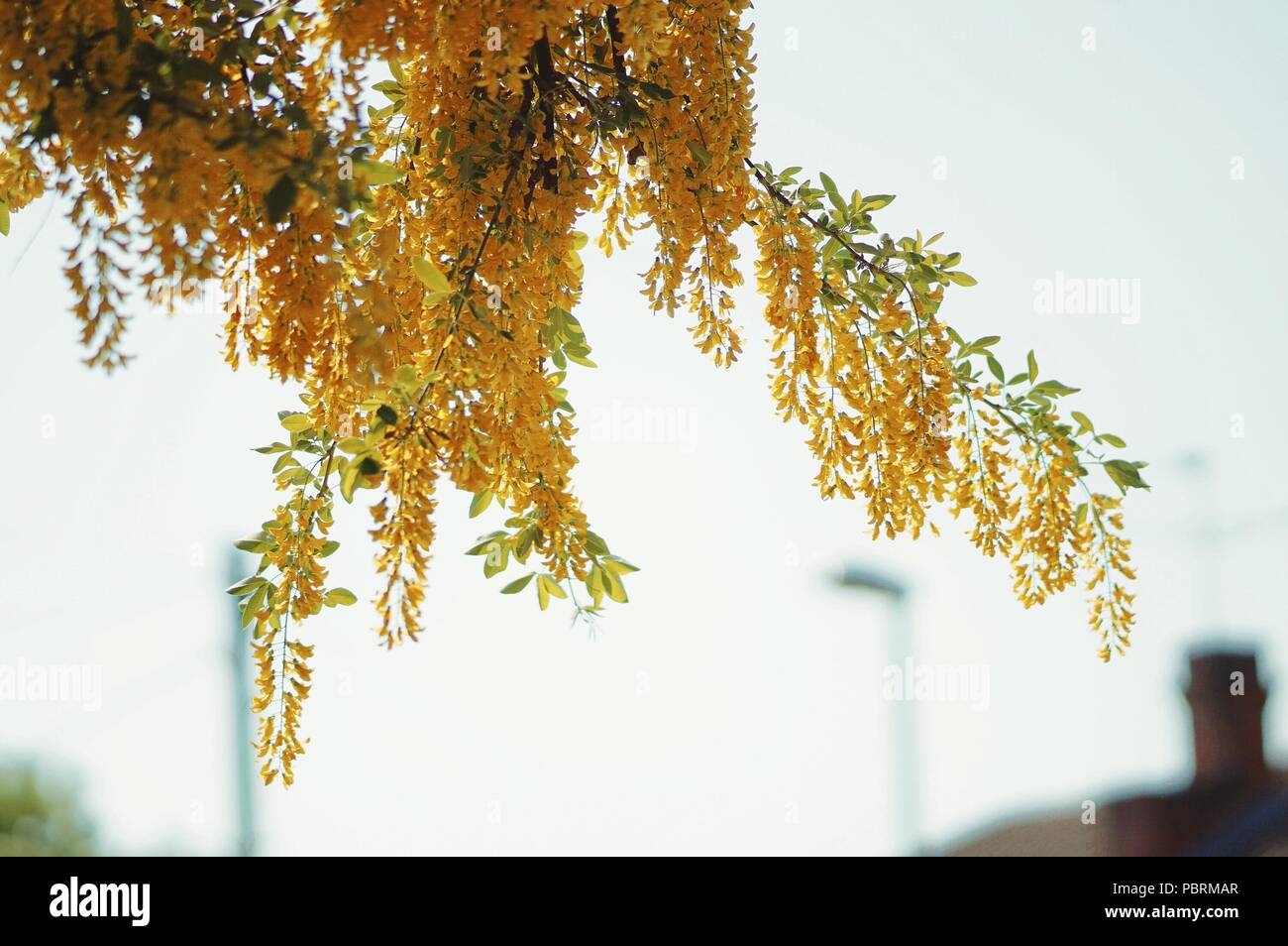 Yellow leaves tree in summer Stock Photo - Alamy