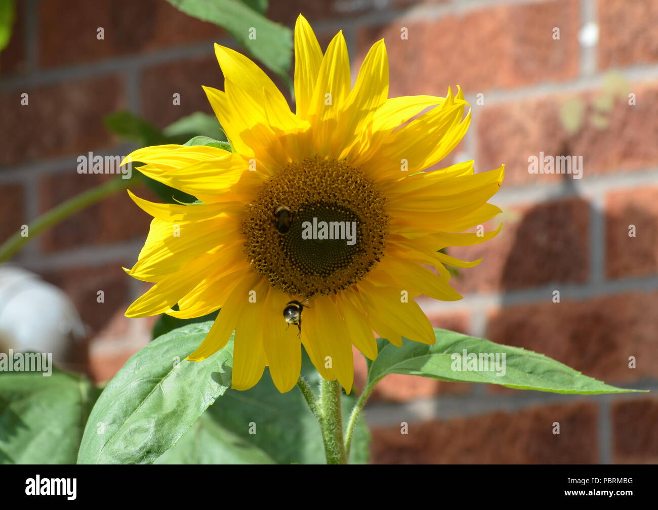 Buzzing off in the sun in a Braintree garden Stock Photo - Alamy