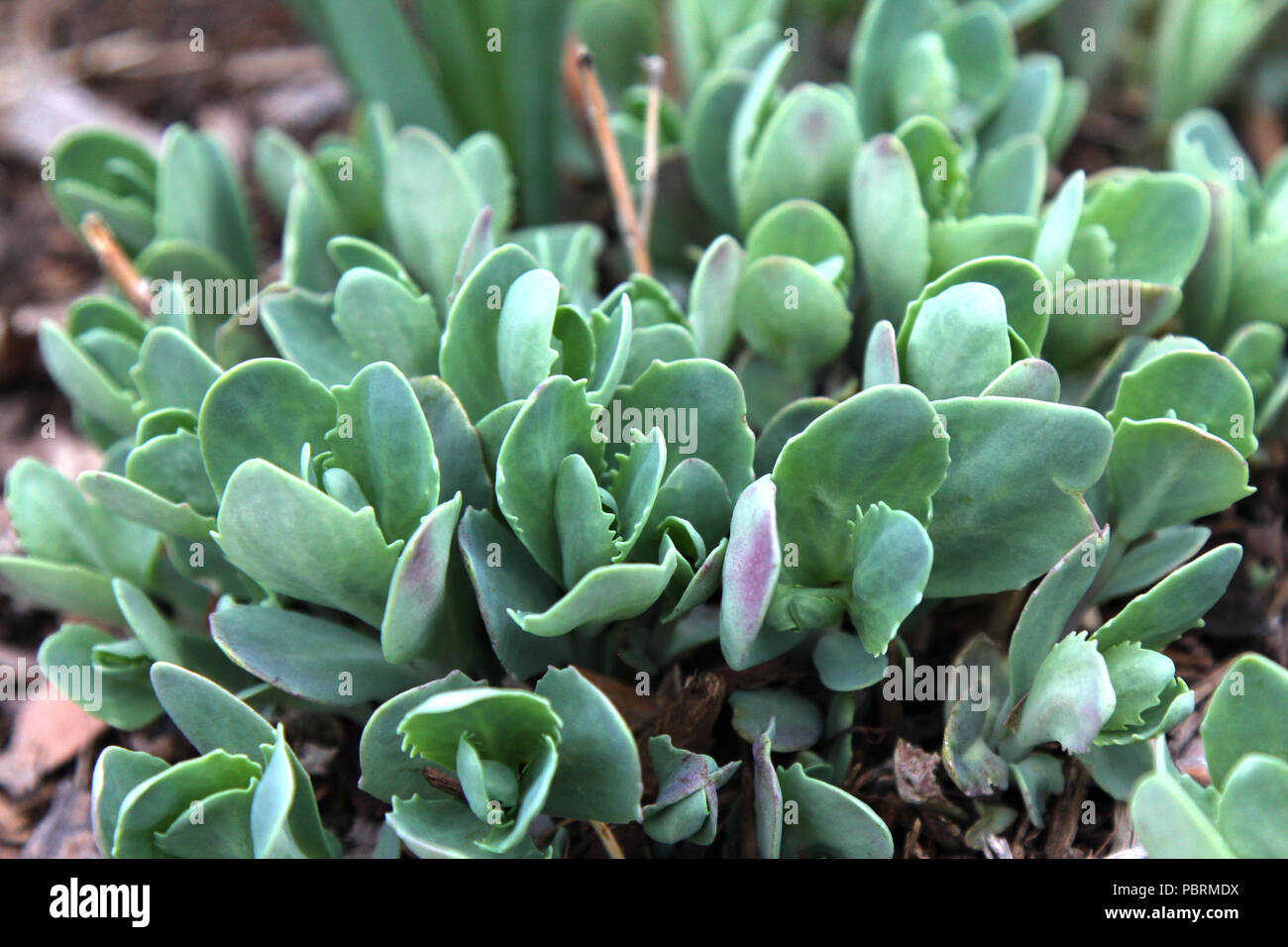 Green color environmental conservation hi-res stock photography and ...