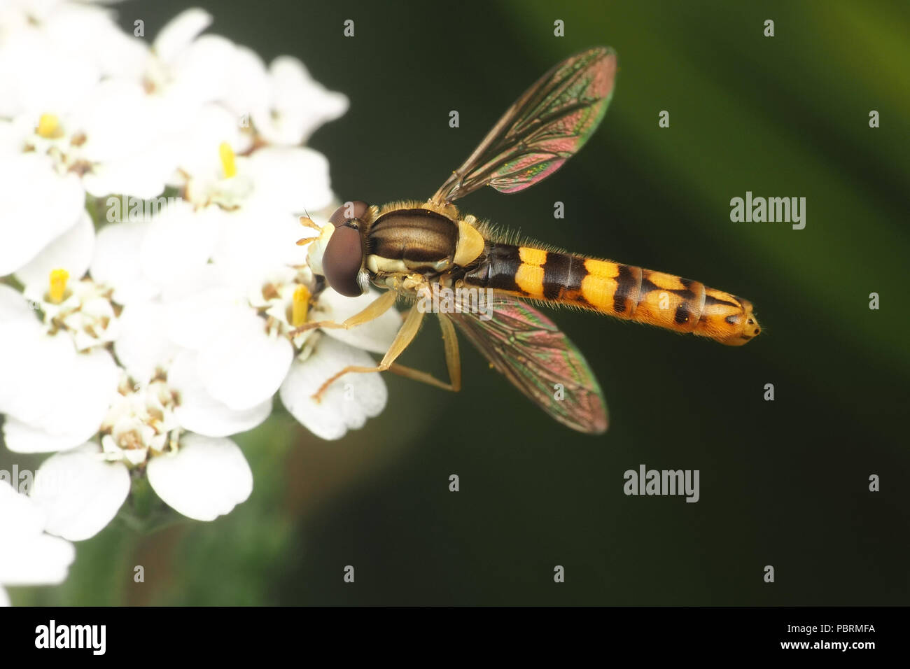 Hoverfly sphaerophoria scripta hi-res stock photography and images - Alamy