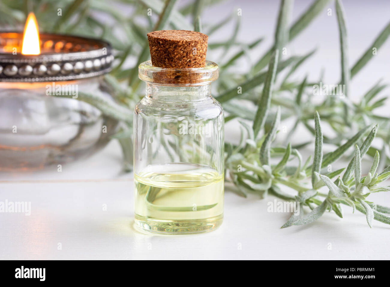 A bottle of wormwood essential oil with fresh Artemisia Absinthium ...