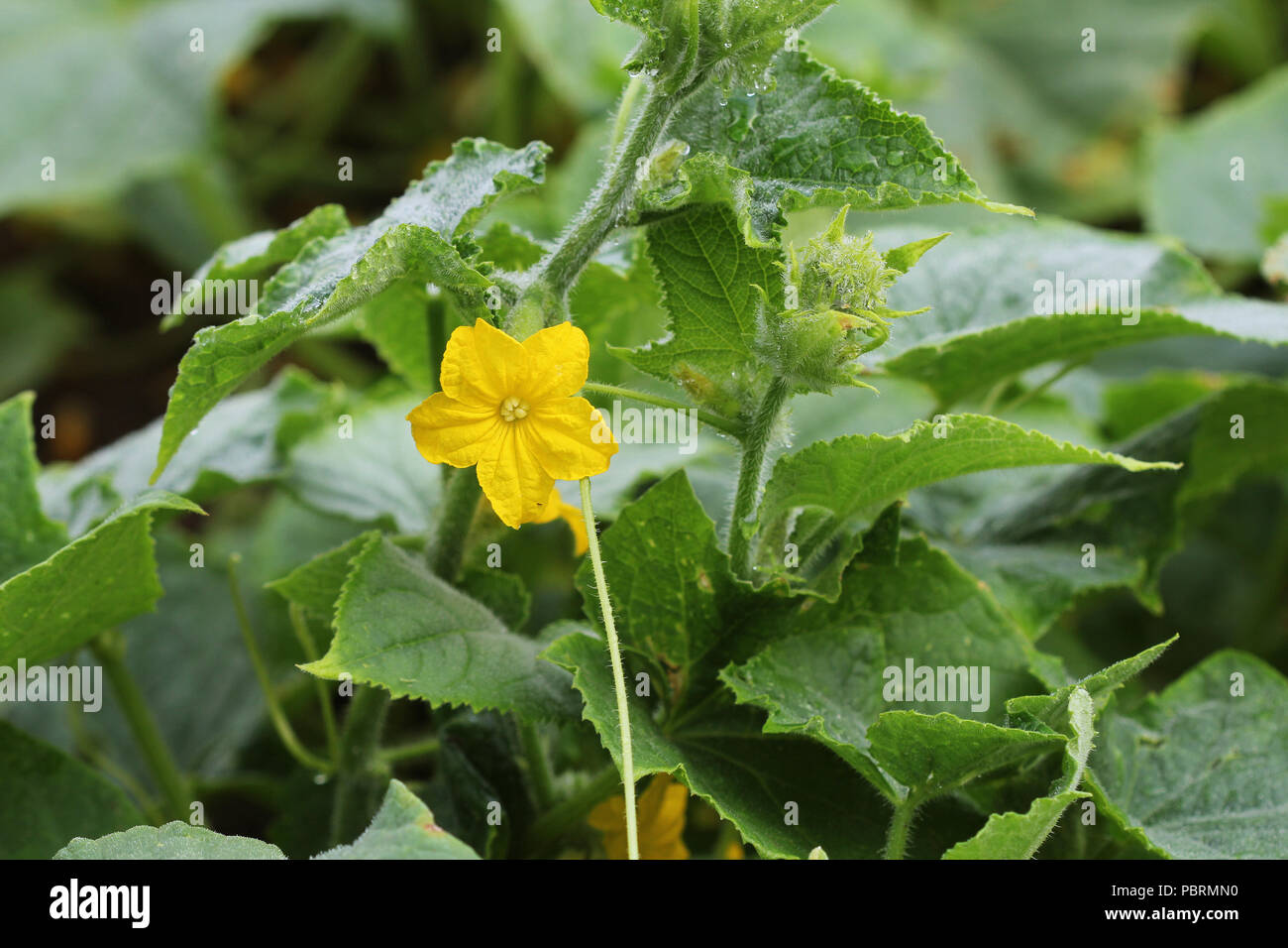 Cucumber plant growing in a garden bed Stock Photo - Alamy