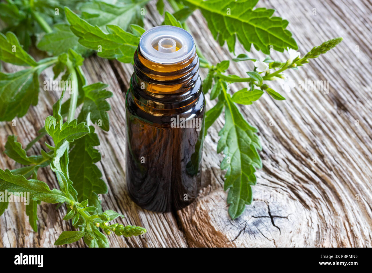 A dark bottle of common vervain essential oil with fresh verbena ...