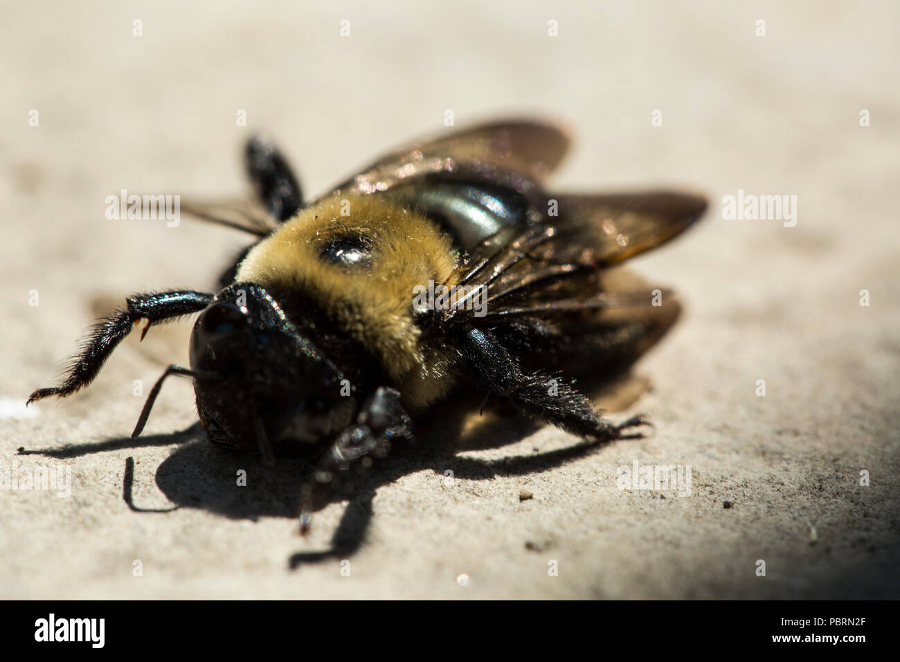 Bee wing close up image hi-res stock photography and images - Alamy