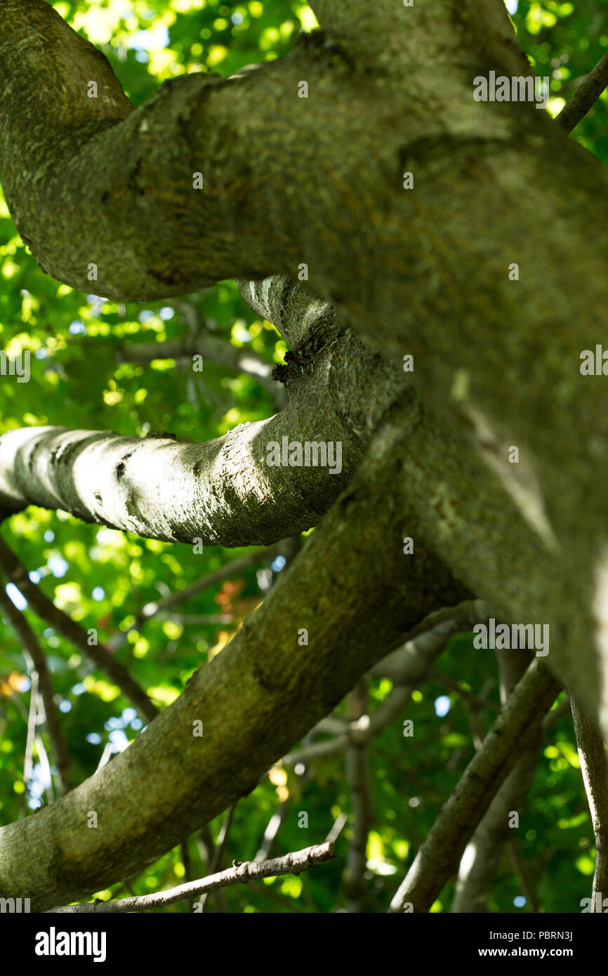 Upwards shot hi-res stock photography and images - Alamy