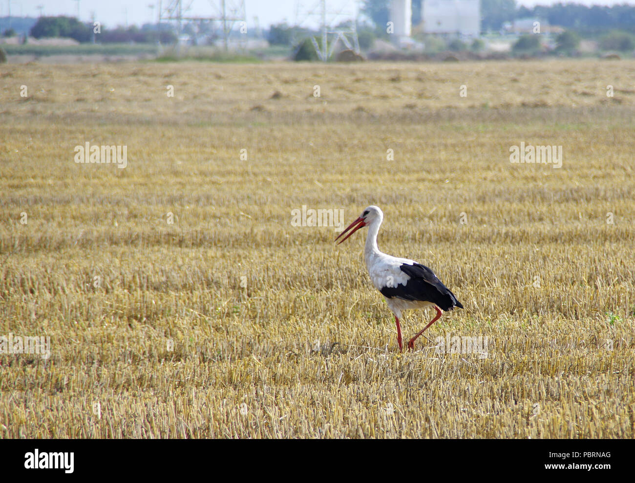 Stork walk on mown field. Wild bird and harvest on farm. European rural ...