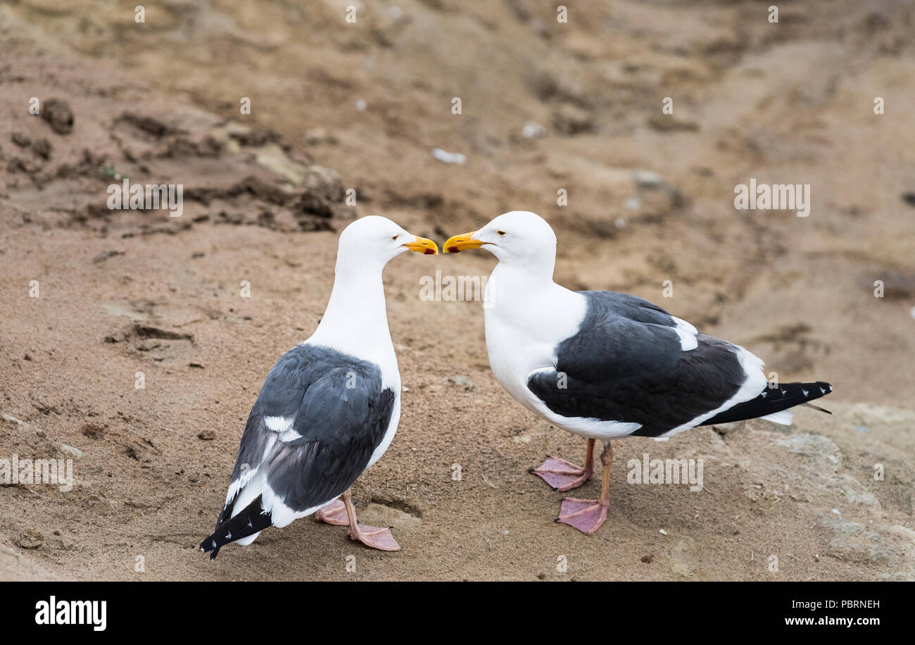 Two Seagulls in Love Stock Photo - Alamy