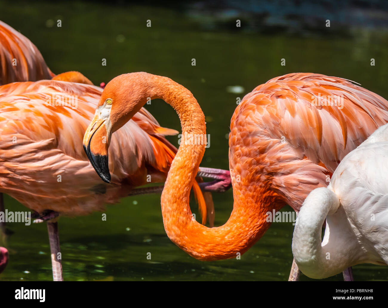 Large colonies of red flamingos filter feeding in a pond Stock Photo ...