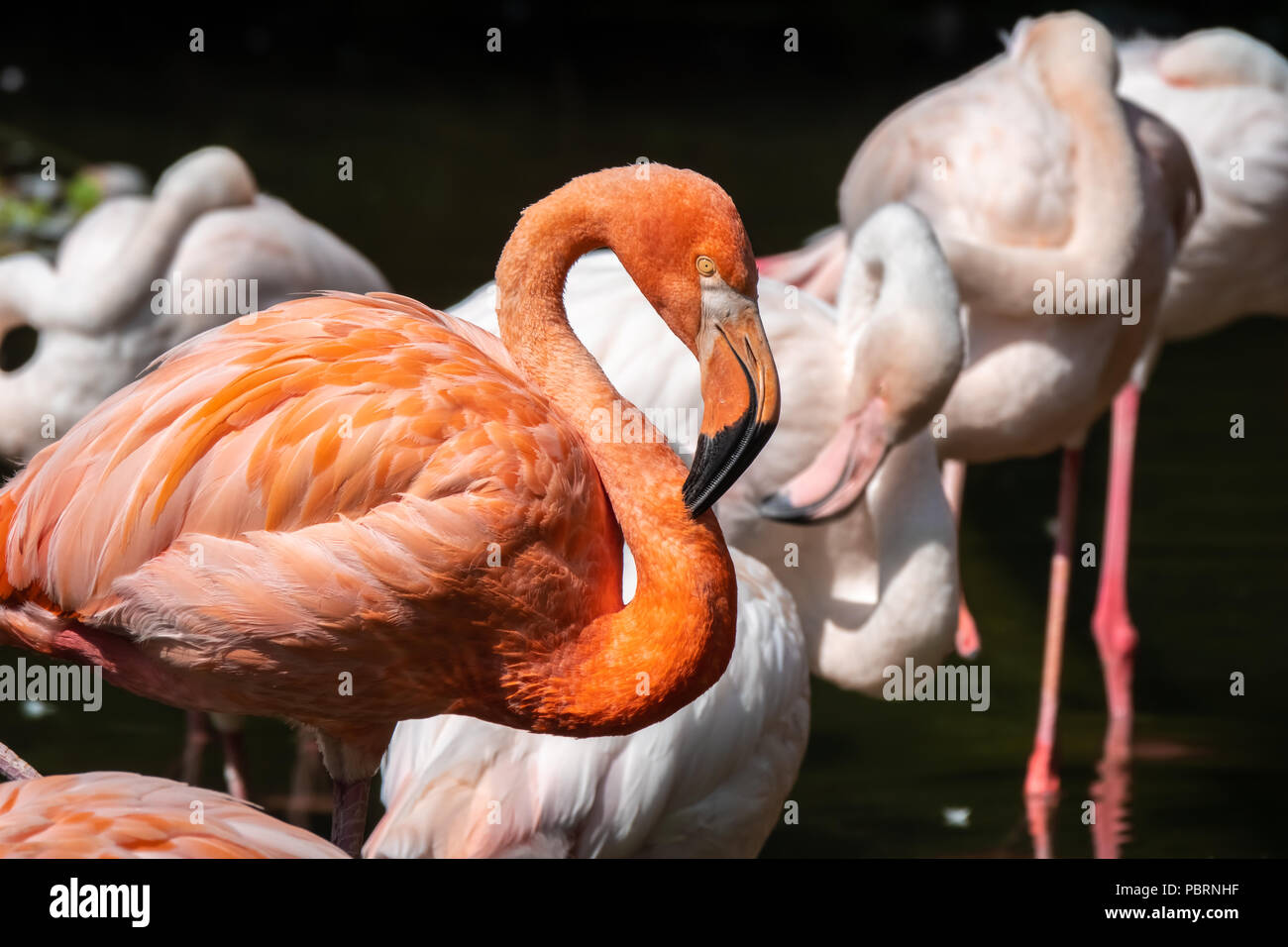 Large colonies of red flamingos filter feeding in a pond Stock Photo ...