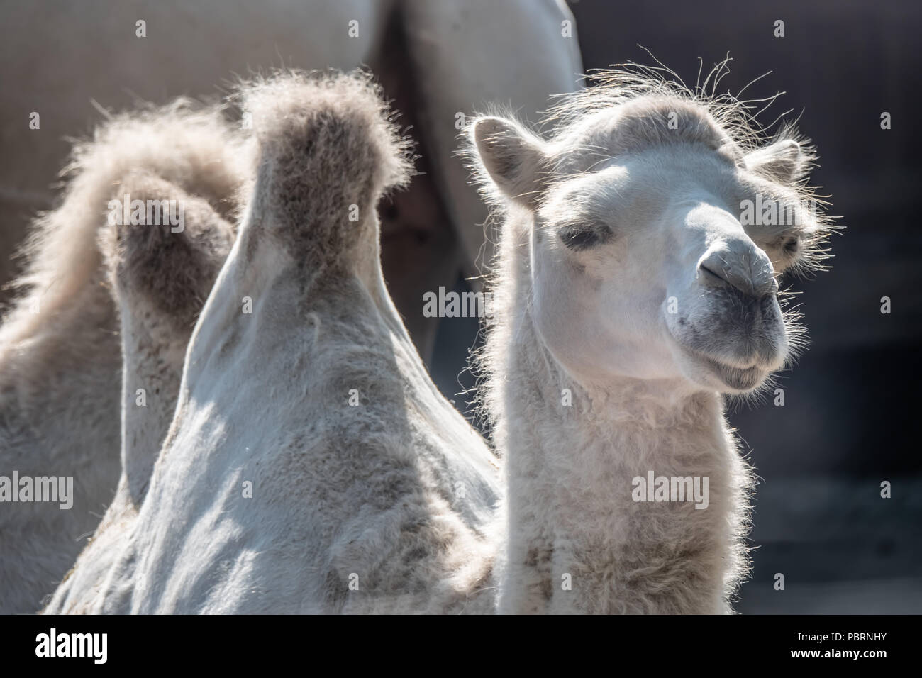 Camel toes hi-res stock photography and images - Alamy