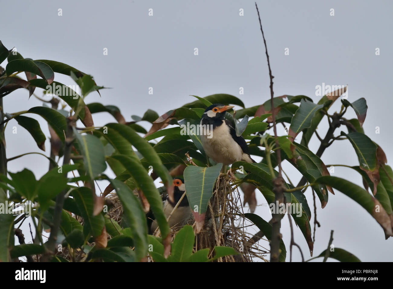 Common Myna Preening Stock Photo - Alamy