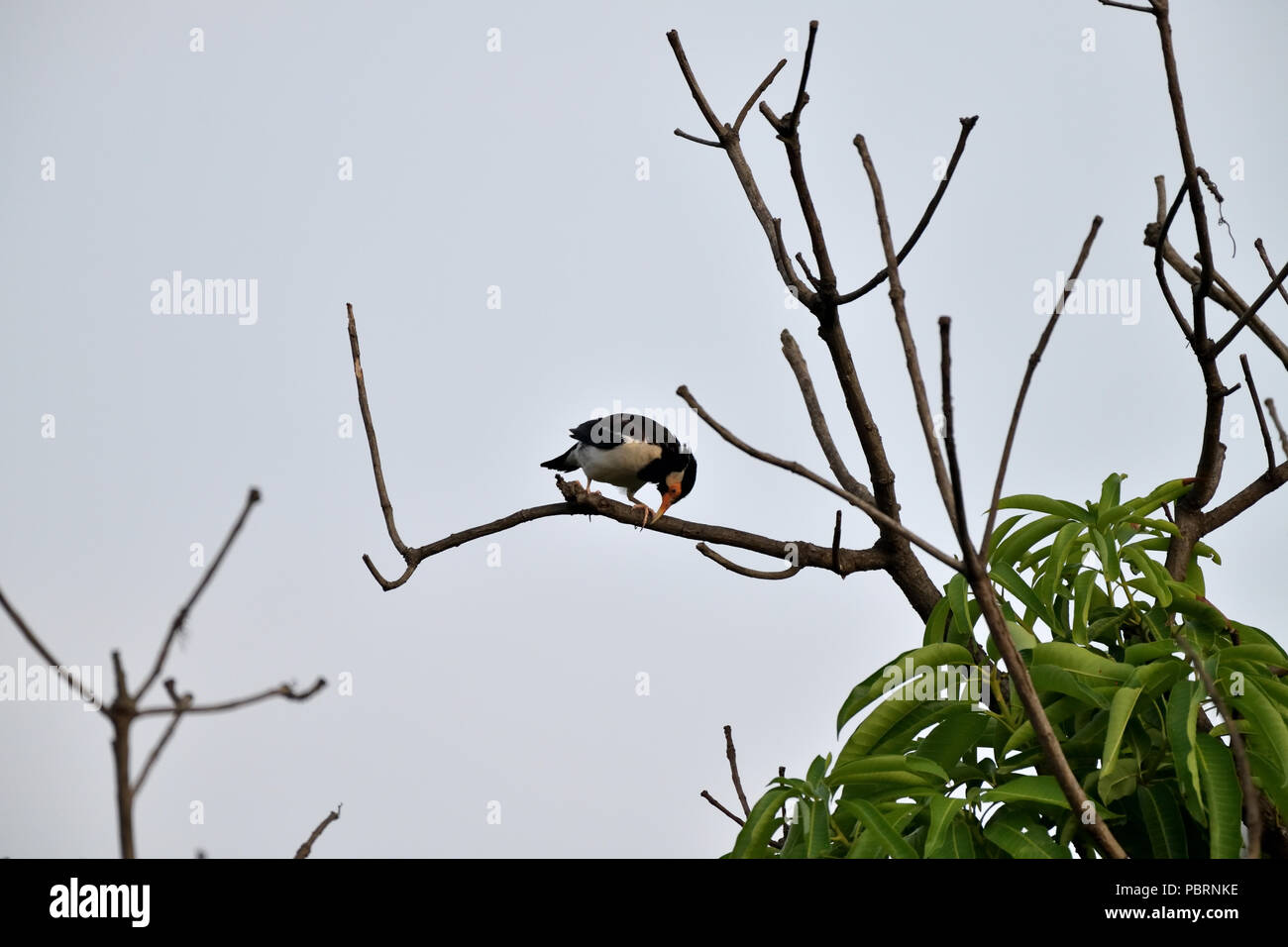 Common Myna Preening Stock Photo - Alamy