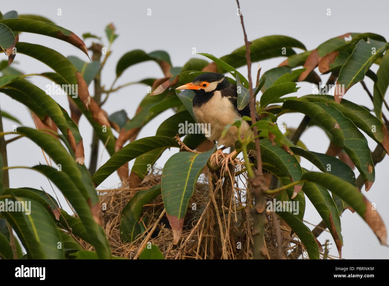Common Myna Preening Stock Photo - Alamy