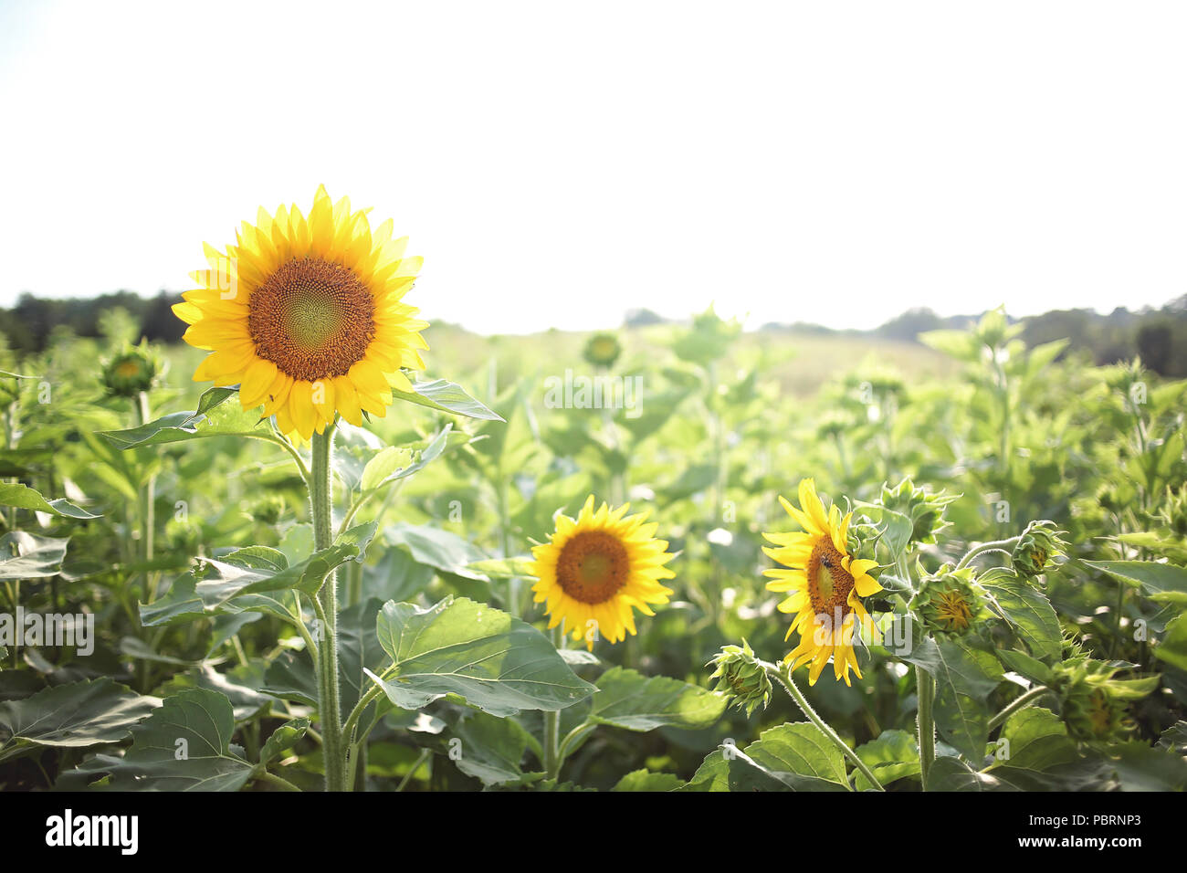 Wide angle capture of sunflowers Stock Photo - Alamy