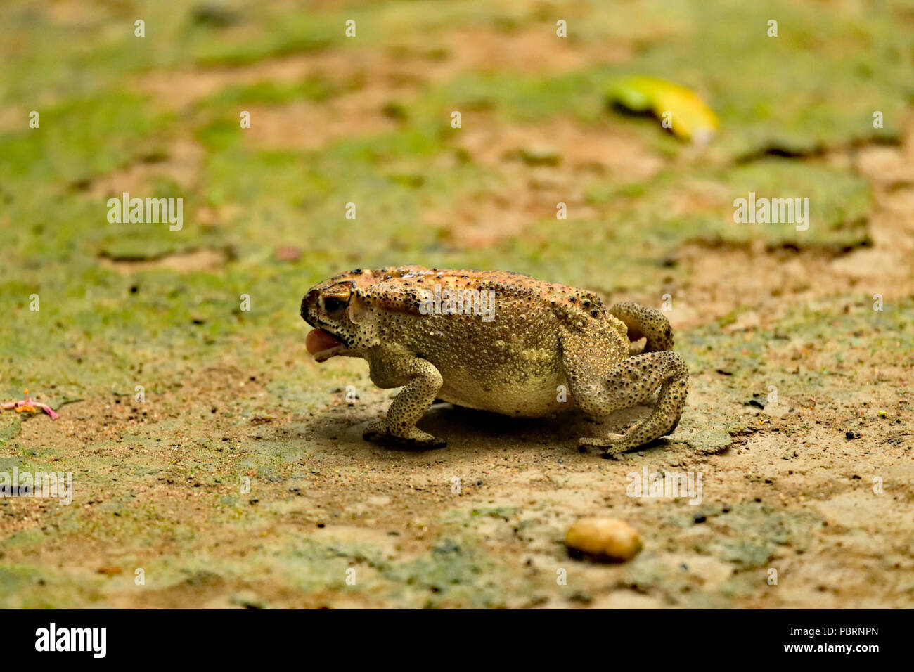Frog jump hi-res stock photography and images - Alamy