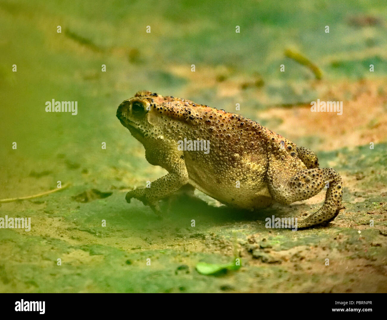 Frog jumping hi-res stock photography and images - Alamy
