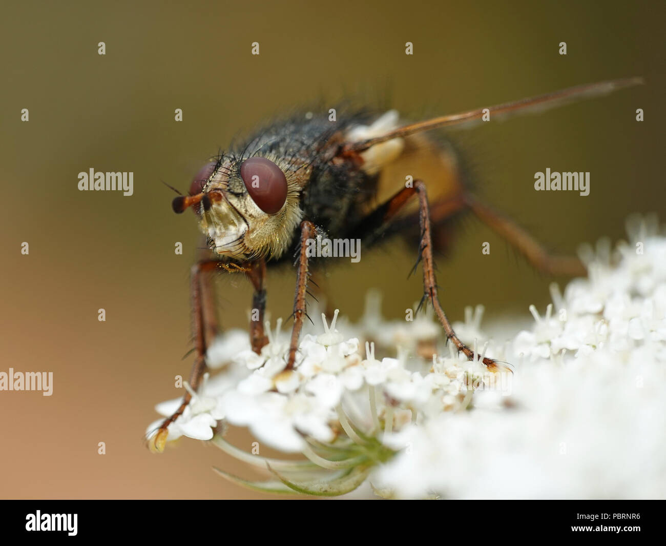 Tachina fera fly in its natural habitat in Denmark Stock Photo - Alamy