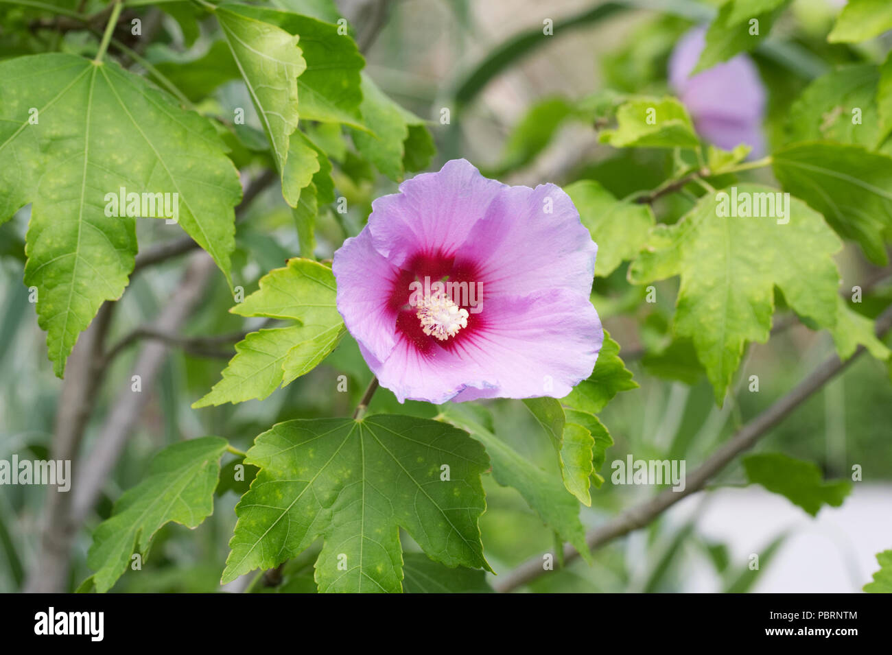 Rose sharon resi hi-res stock photography and images - Alamy