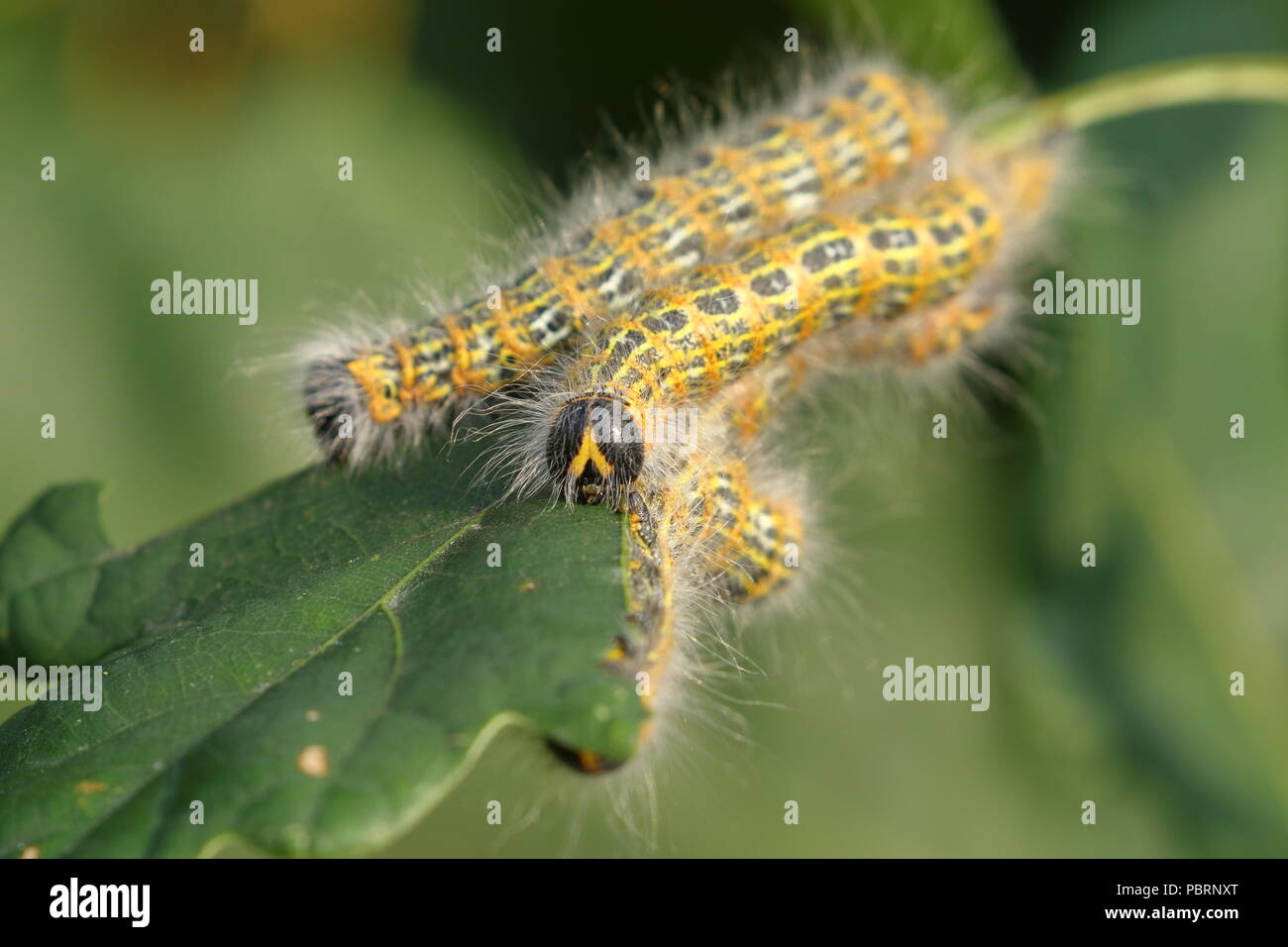 Moth caterpillar oak tree hi-res stock photography and images - Alamy