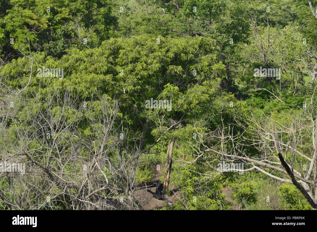 Forest in Bolivar state, Venezuela Stock Photo - Alamy