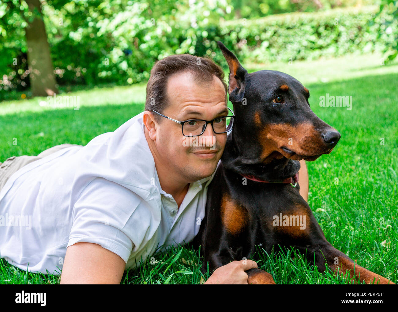 Male dobermann dog pinscher hi-res stock photography and images - Alamy
