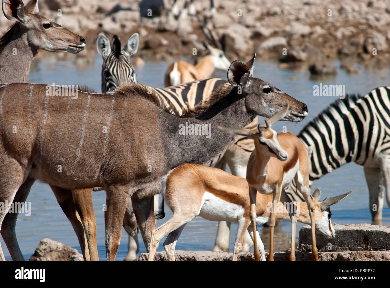 Female Kudu, springboks and zebras drinking at Okaukuejo Waterhole ...