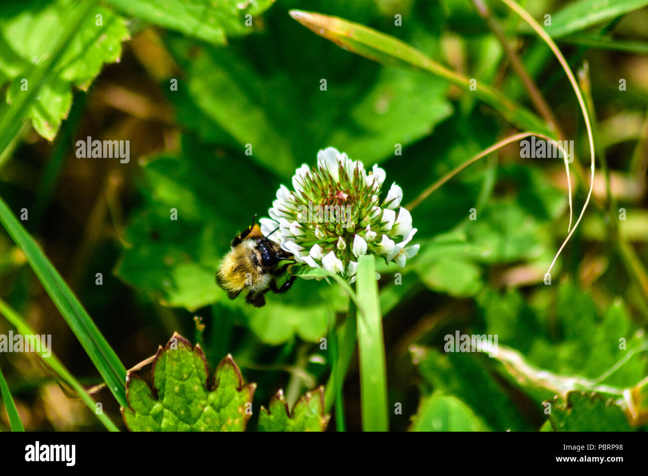 Ginger furry bee hi-res stock photography and images - Alamy
