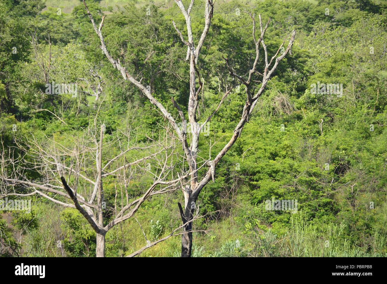 Forest in Bolivar state, Venezuela Stock Photo - Alamy