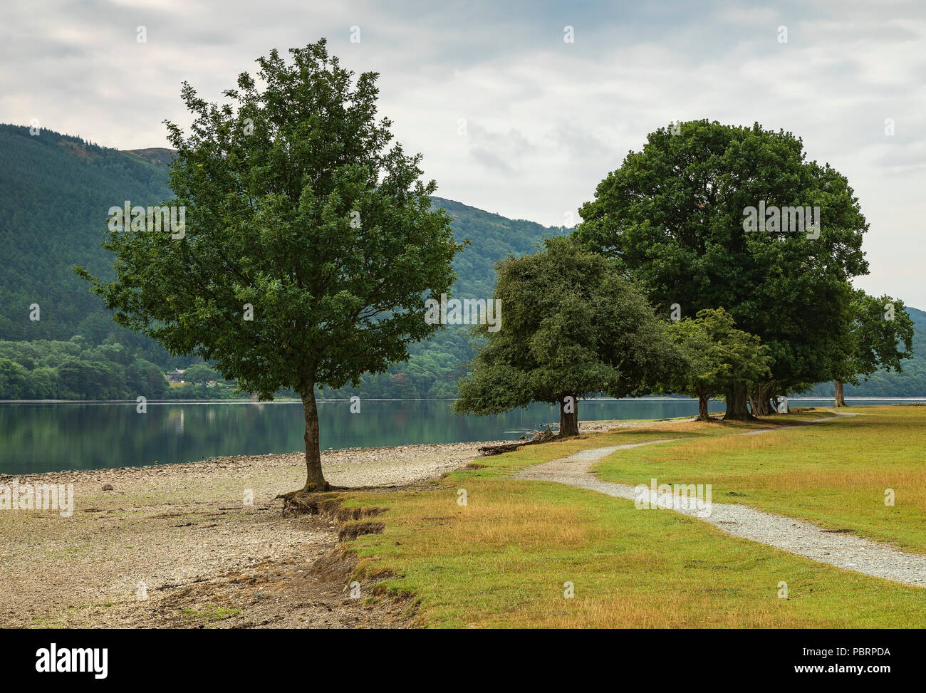 An image of a row of trees by the beautiful Coniston Water, Cumbria ...
