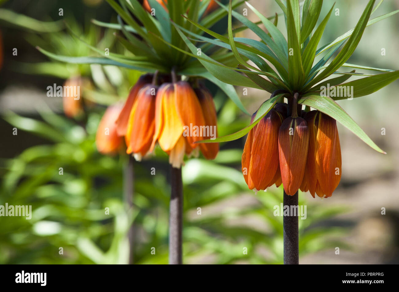 Crown Flowers High Resolution Stock Photography and Images - Alamy