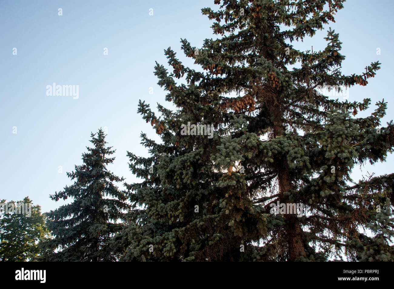 blue fir tree low angle shot Stock Photo - Alamy