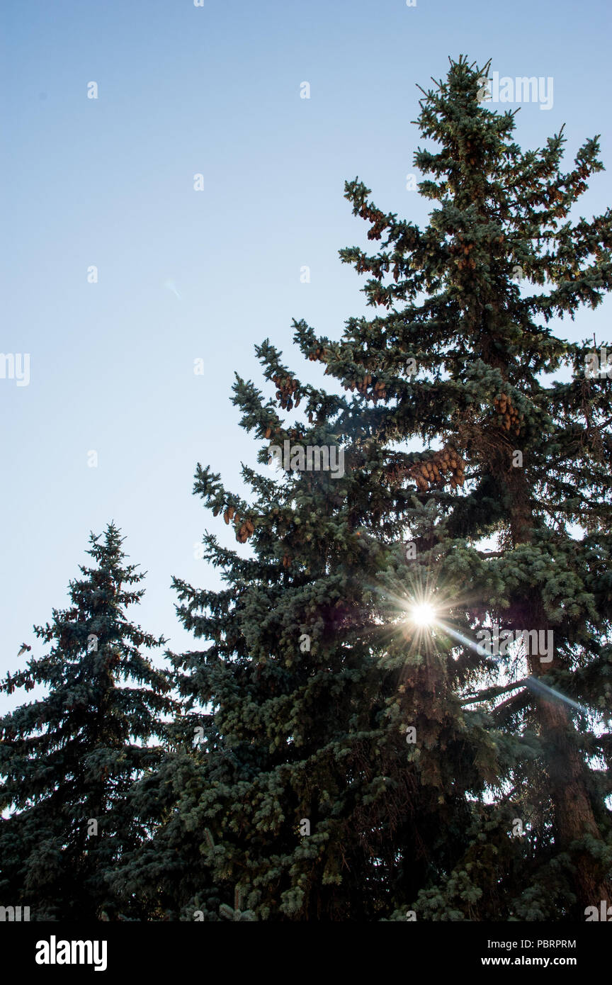 blue fir tree low angle shot Stock Photo - Alamy