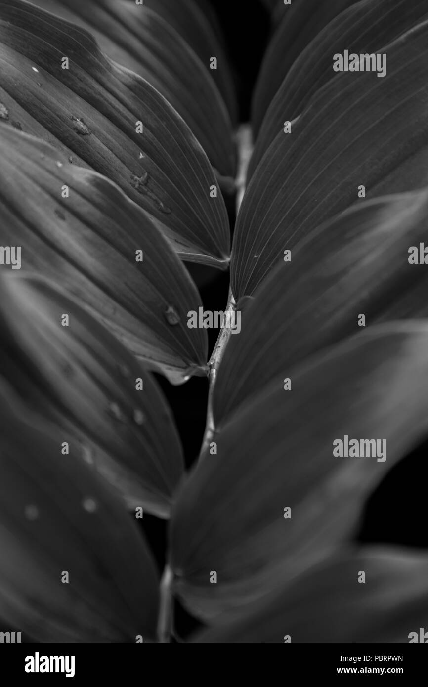 Tree branch black leaves Black and White Stock Photos & Images - Alamy