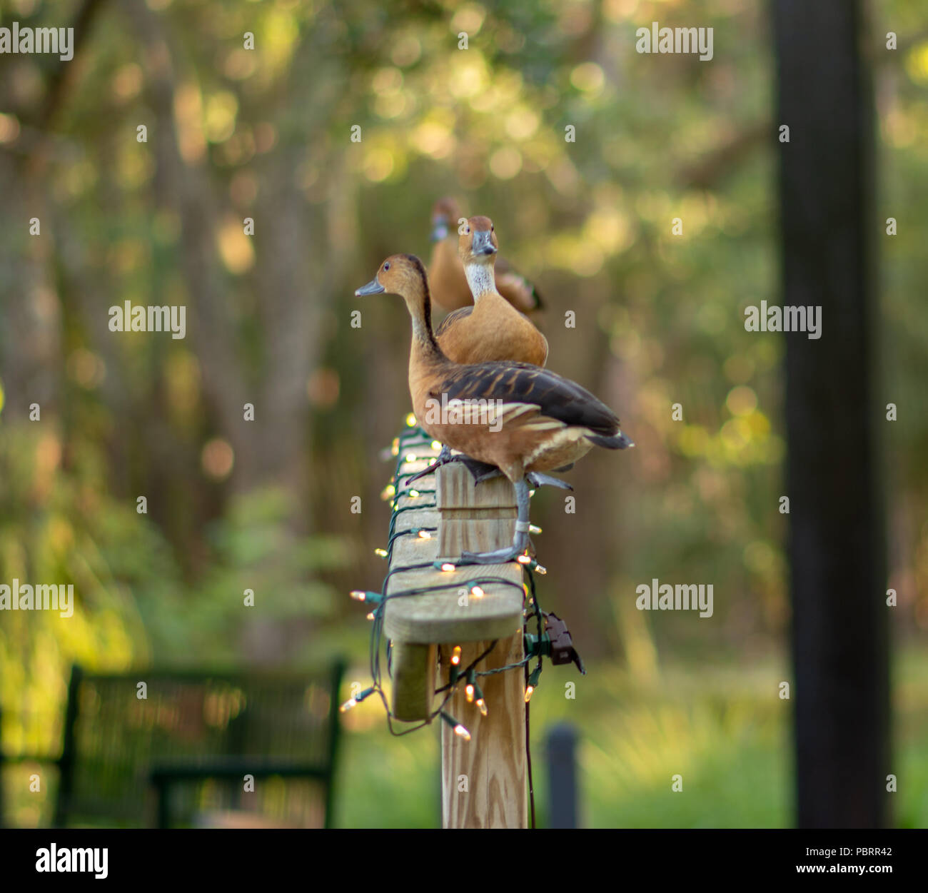 Zoo rail hi-res stock photography and images - Alamy