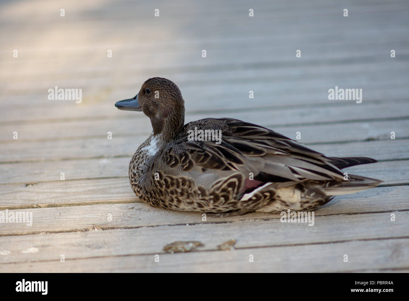 Native water fowl to South Carolina Stock Photo - Alamy