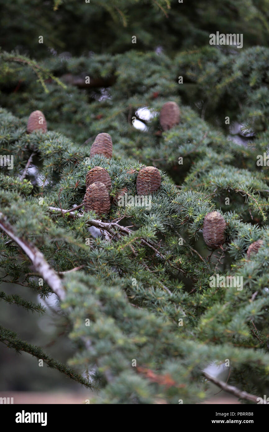 Pine cones pictured on a tree in Chichester, West Sussex, UK Stock ...